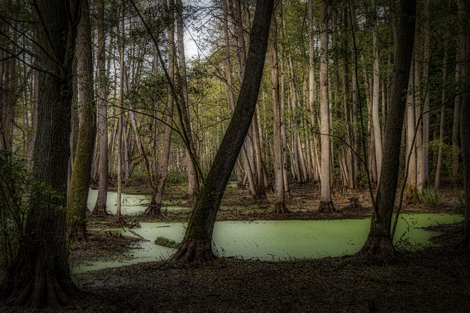 Abendlicht im halben Sumpf ... Foto & Bild | deutschland, europe ...