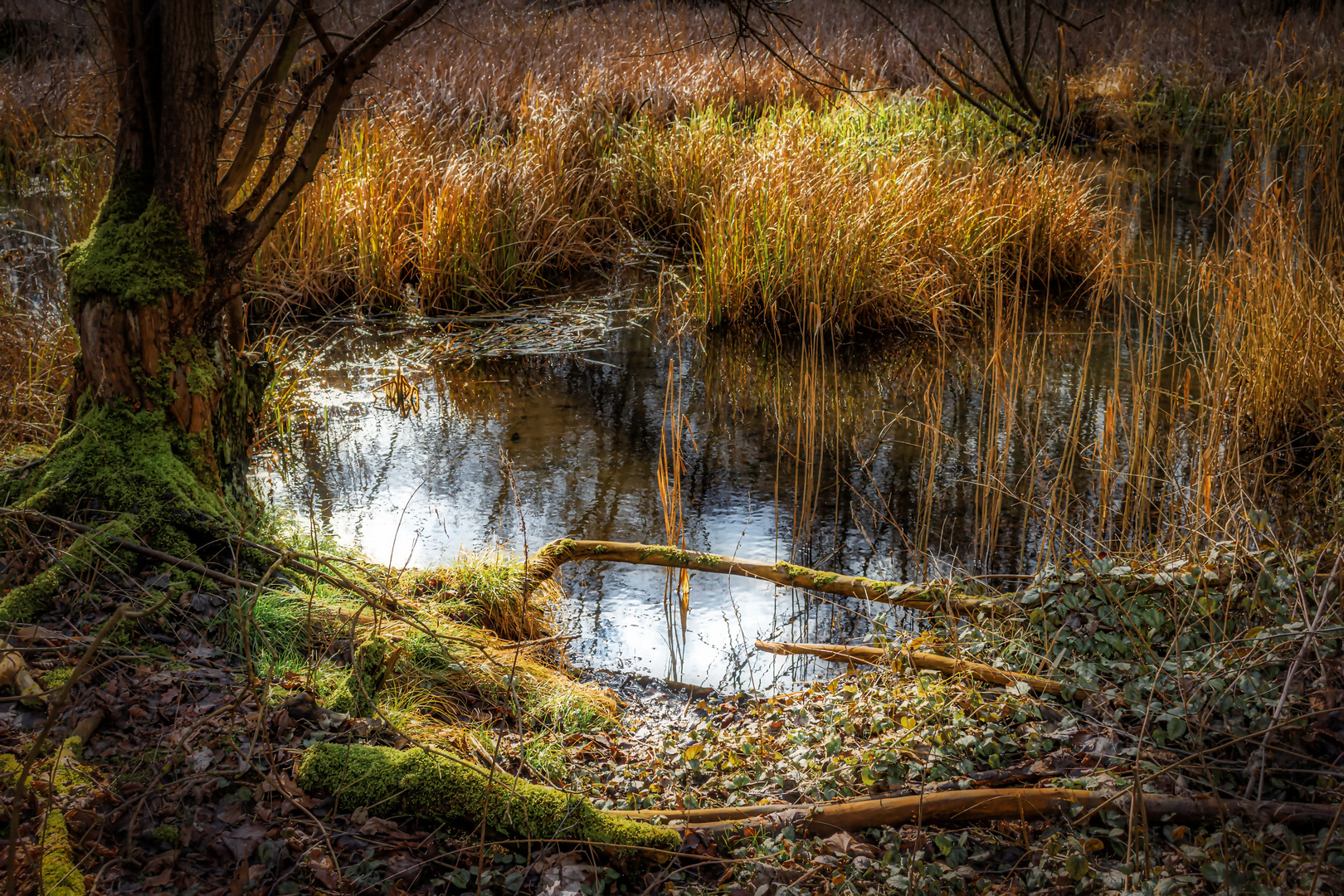Abendlicht im Sumpf Foto & Bild | deutschland, europe, brandenburg ...