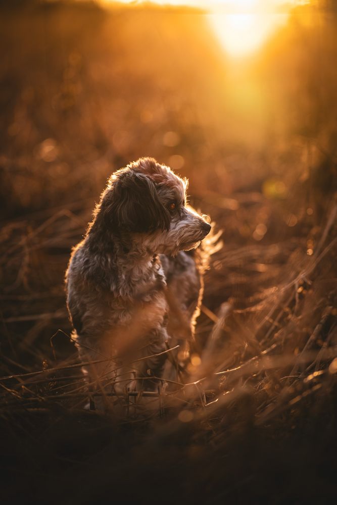 Abendrunde Foto & Bild | tiere, haustiere, hunde Bilder auf fotocommunity