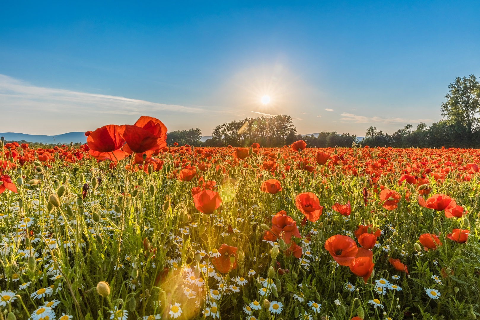 Abends am Mohnfeld Foto & Bild | deutschland, europe, rheinland-pfalz ...