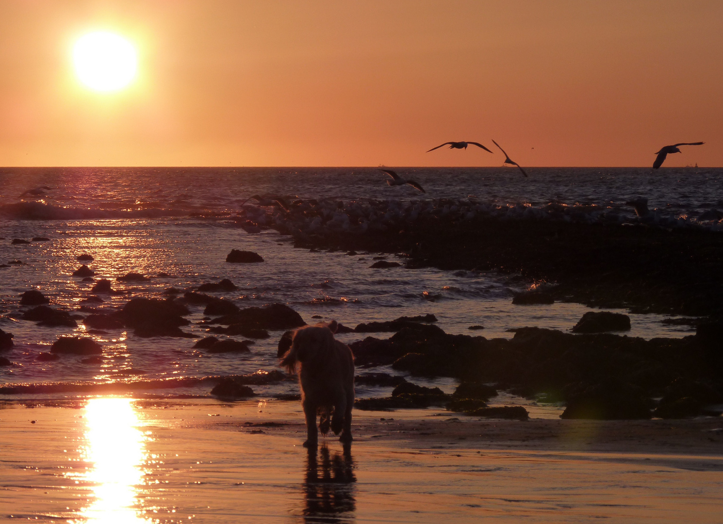 Abends am Strand von Julianadorp/NL Foto & Bild | europe, benelux ...
