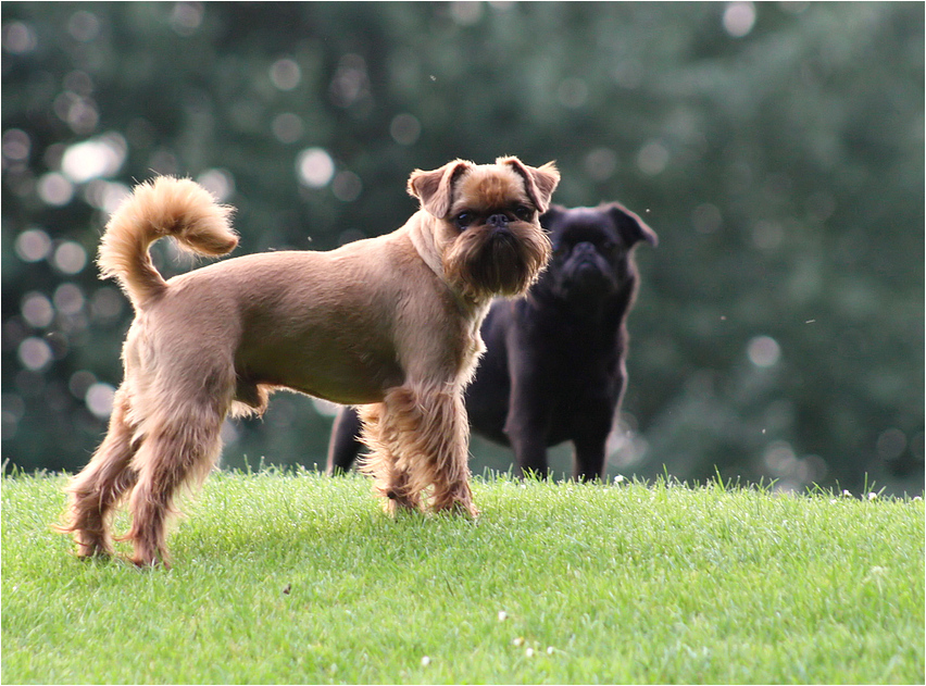 Abends halb zehn in Deutschland Foto & Bild | tiere, haustiere, hunde ...