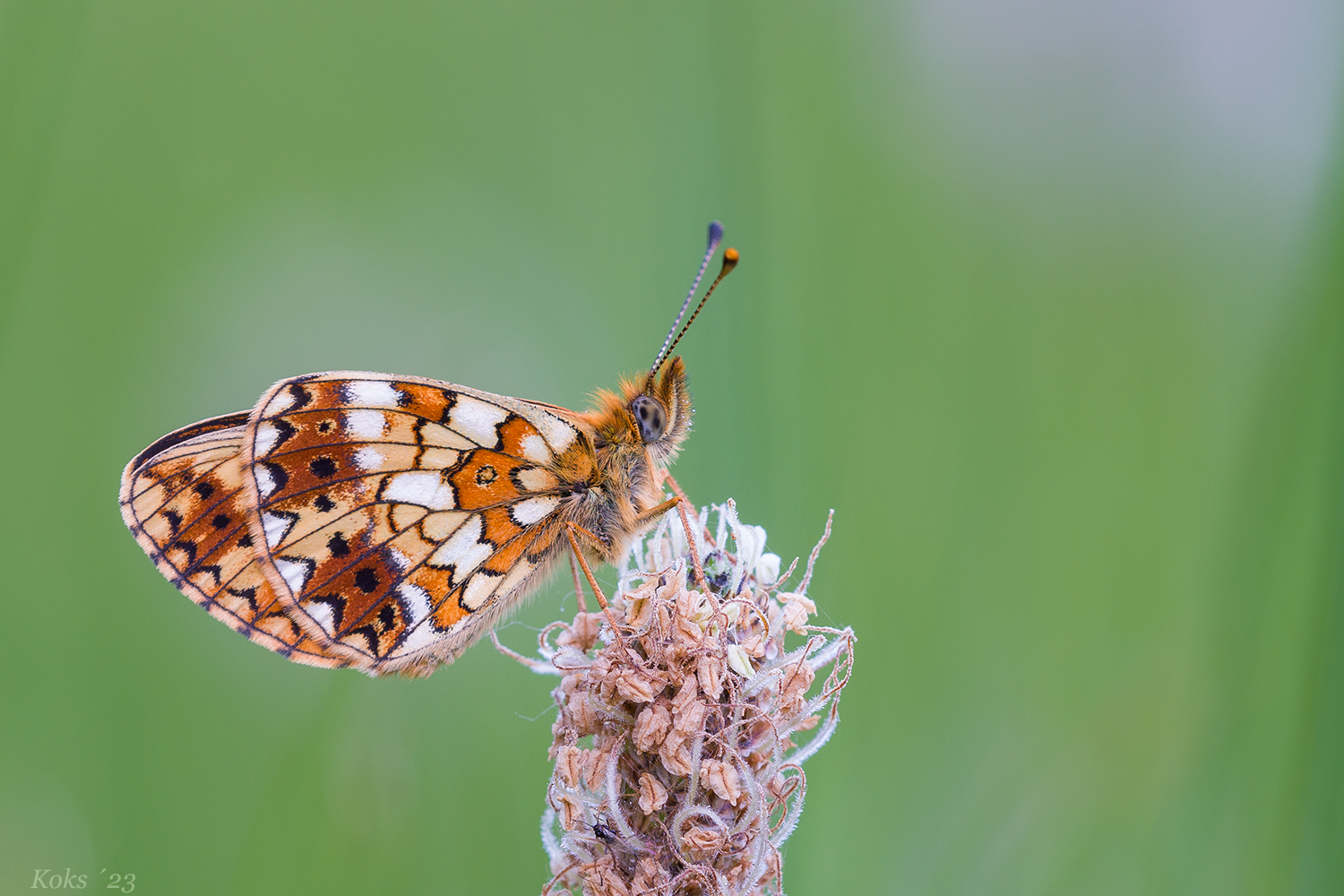 Abends im Moor Foto & Bild | tiere, wildlife, schmetterlinge Bilder auf ...
