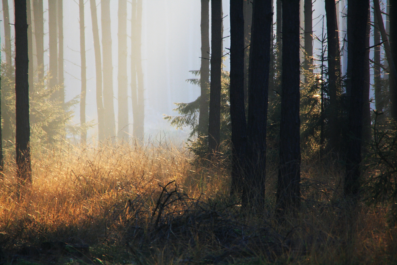 Abends im Wald Foto & Bild | landschaft, wald, landschaften Bilder auf ...