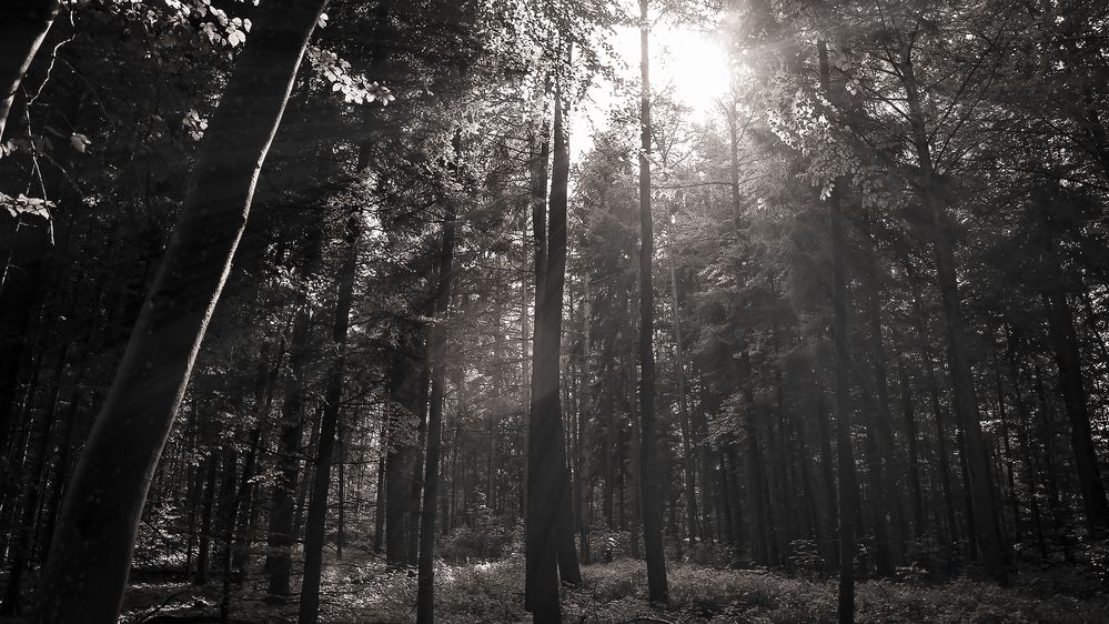 abends im wald Foto & Bild | landschaft, wald, natur Bilder auf ...