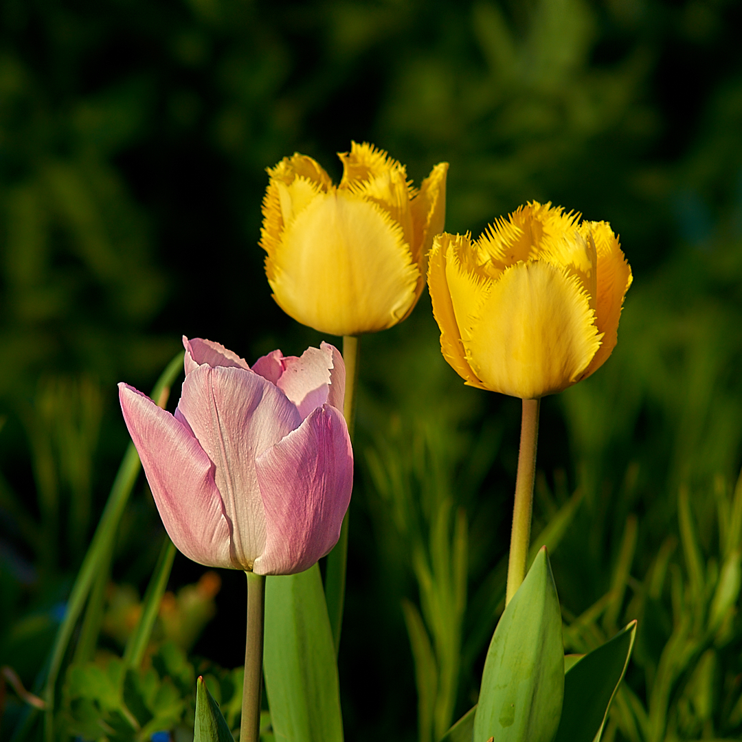 Abendsonne im Garten und ein Glas Rotwein.... Foto & Bild | world ...