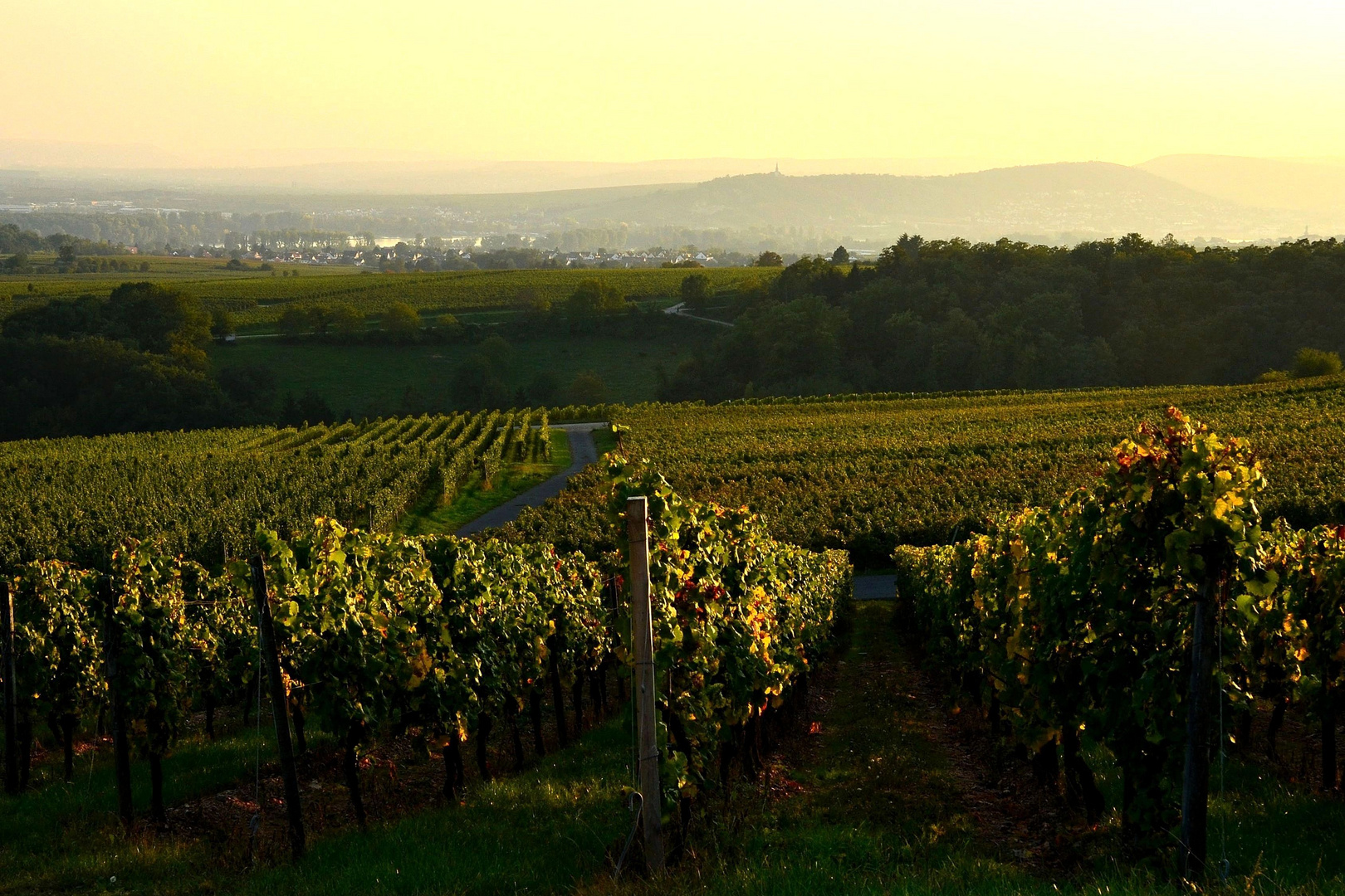 Abendstimmung im Rheingau Foto & Bild | landschaft, kulturlandschaften ...