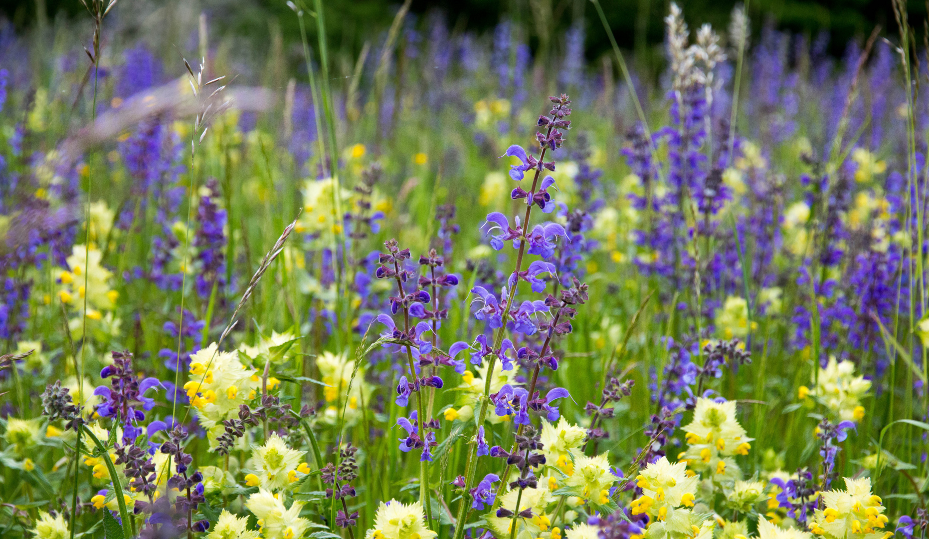 ...aber auch das ist Juni... Foto & Bild | natur, landschaft, pflanzen ...
