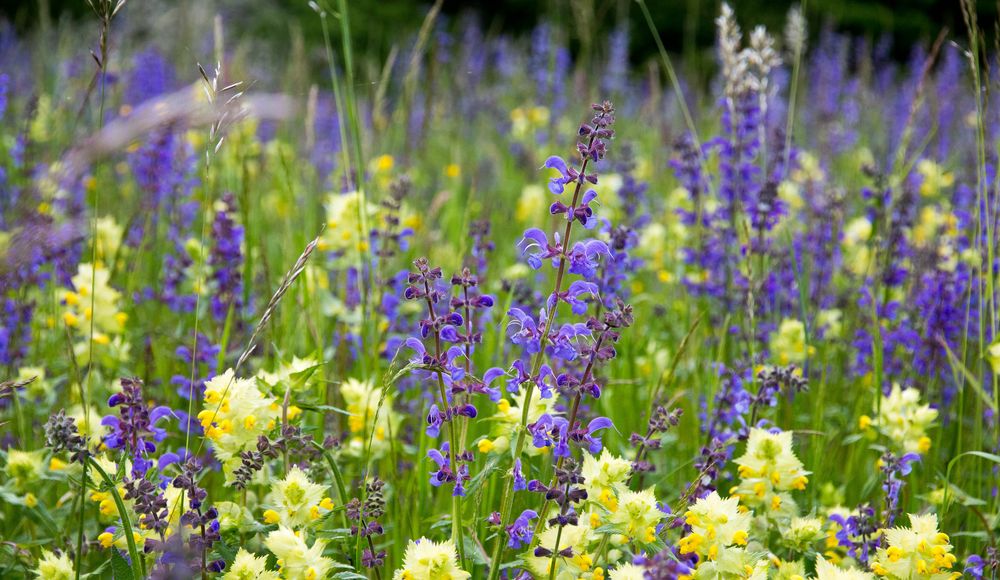 ...aber auch das ist Juni... Foto & Bild | natur, landschaft, pflanzen ...