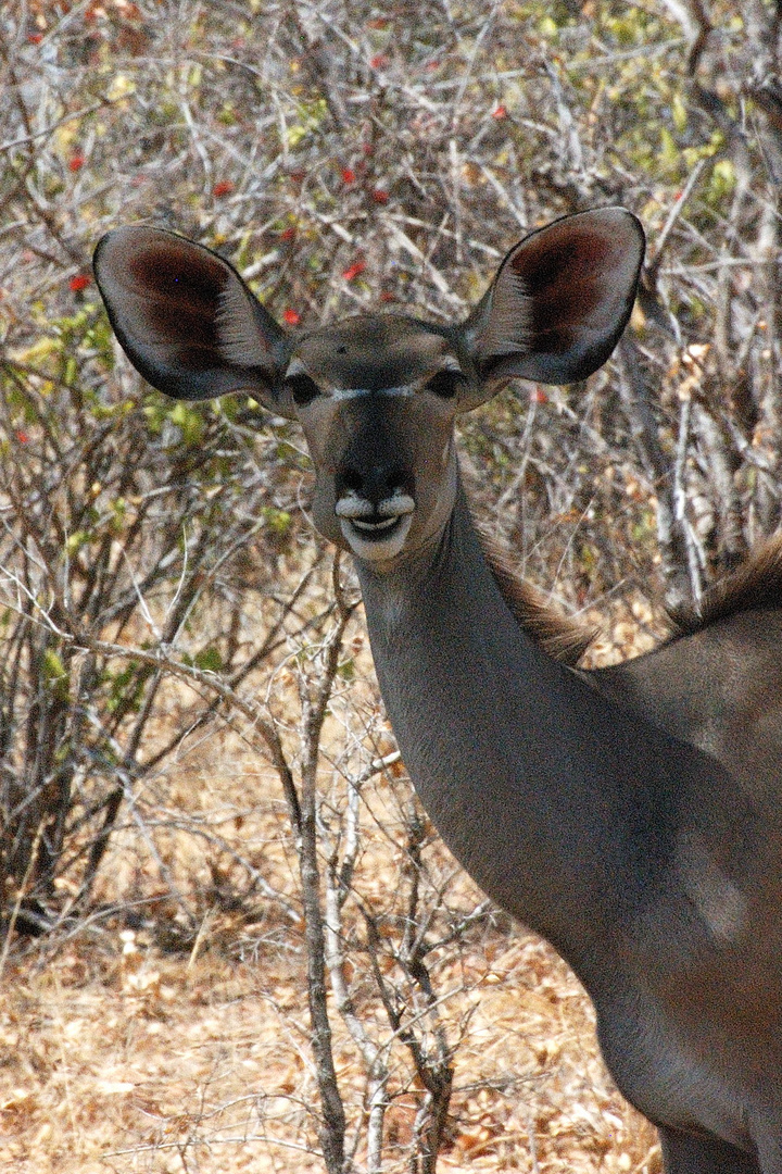 Aber Großmutter, warum hast Du so große Ohren.... Foto & Bild | tiere ...