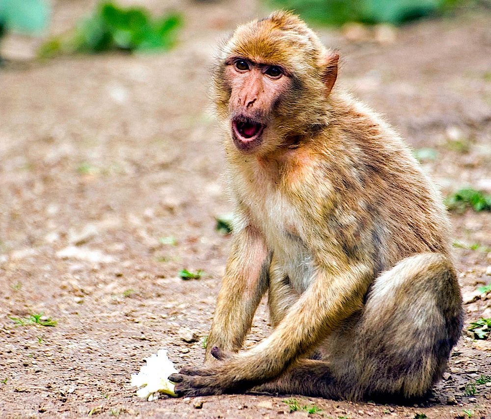 Aber hallo...... Foto & Bild | tiere, wildlife, säugetiere Bilder auf ...