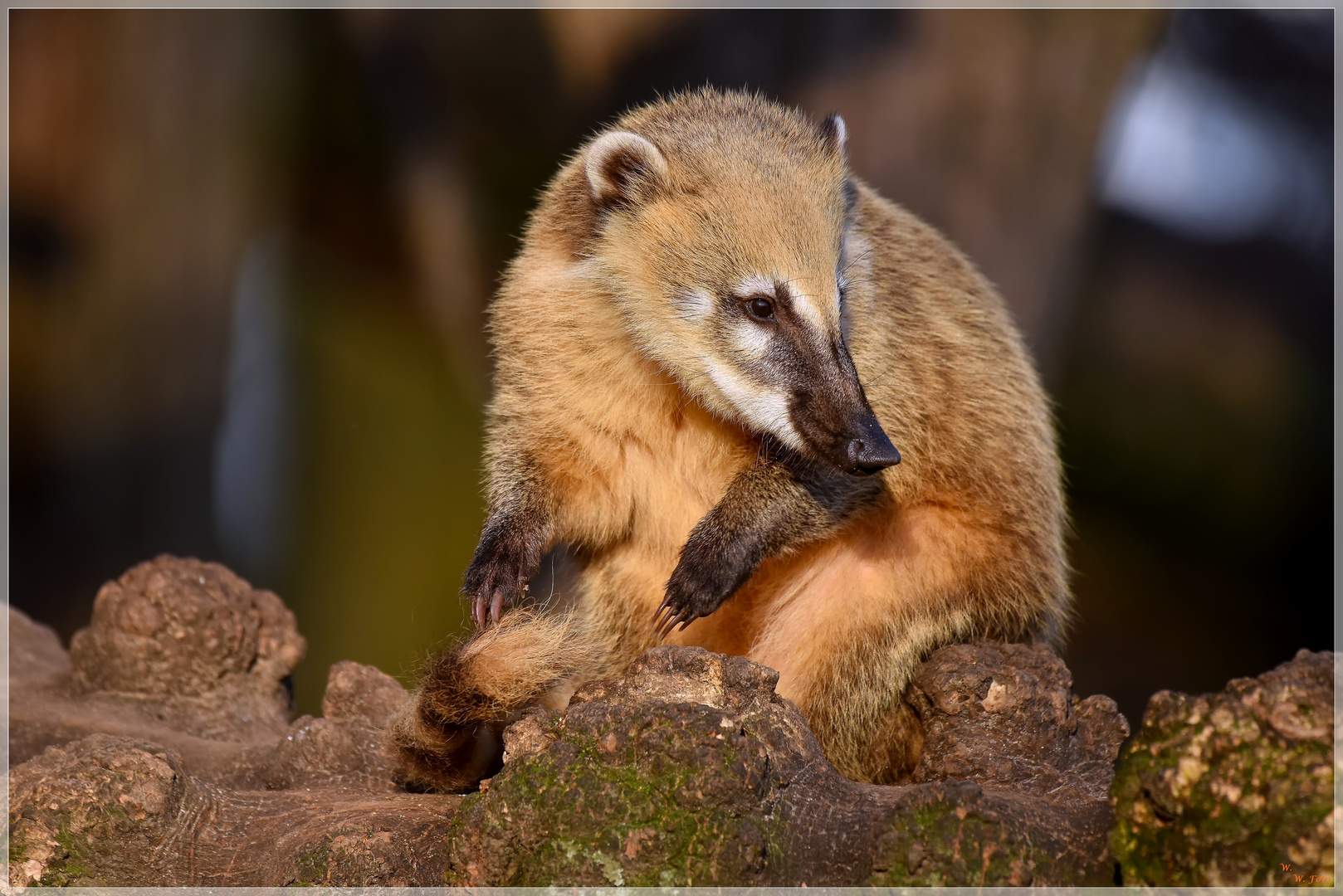 Aber Hallo....... Foto & Bild | natur, zoo, nrw Bilder auf fotocommunity
