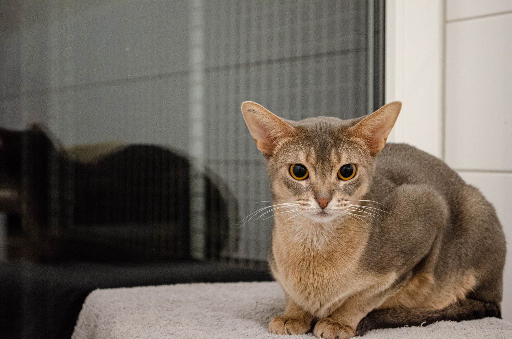 Abessiner Katze Foto & Bild | fotos, natur, katze Bilder auf fotocommunity