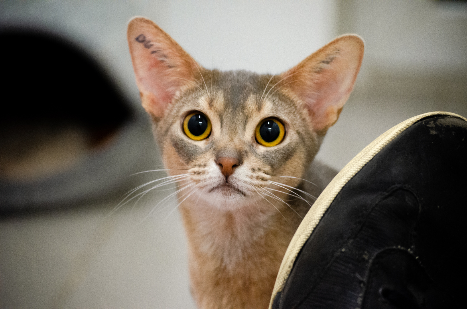 Abessinier Katze Foto & Bild | natur Bilder auf fotocommunity