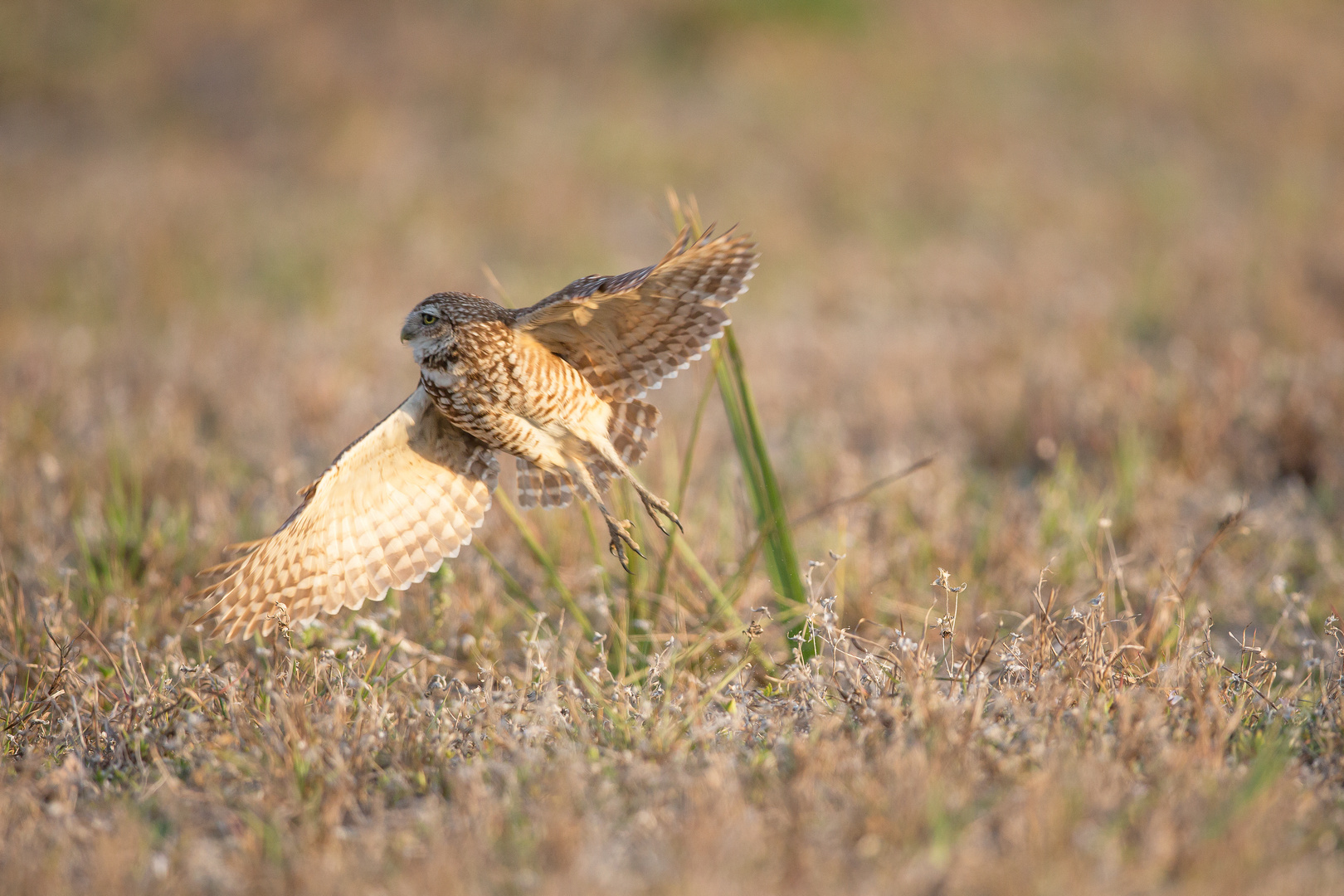 Abflug Foto & Bild | world, natur, eule Bilder auf fotocommunity