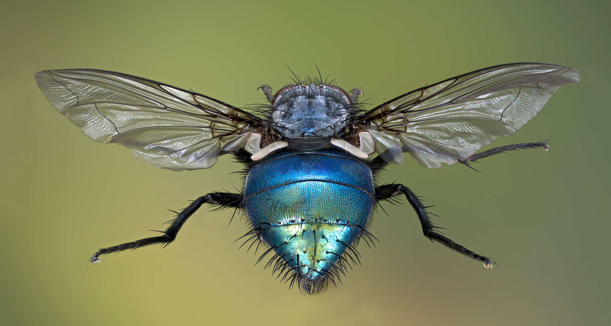 Abflug Foto & Bild | tiere, tierdetails, insekt Bilder auf fotocommunity