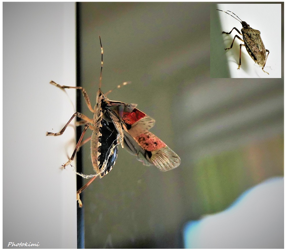 Abflug der Wanze Foto & Bild | natur, insekten, tiere Bilder auf ...