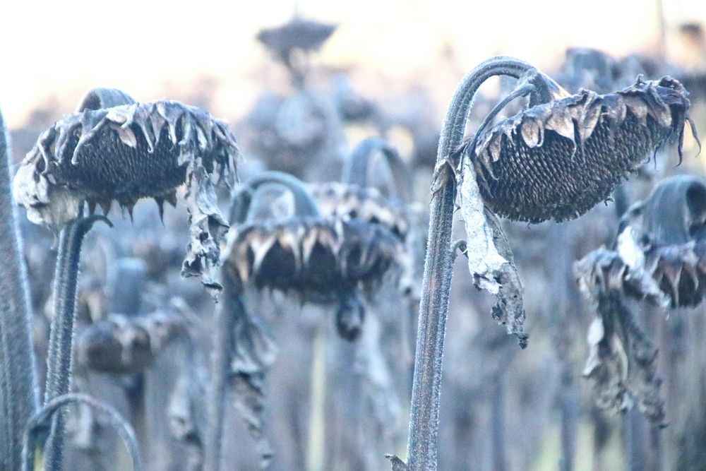 Abgeblüht Foto & Bild | emotionen, entsetzen und entrüstung ...