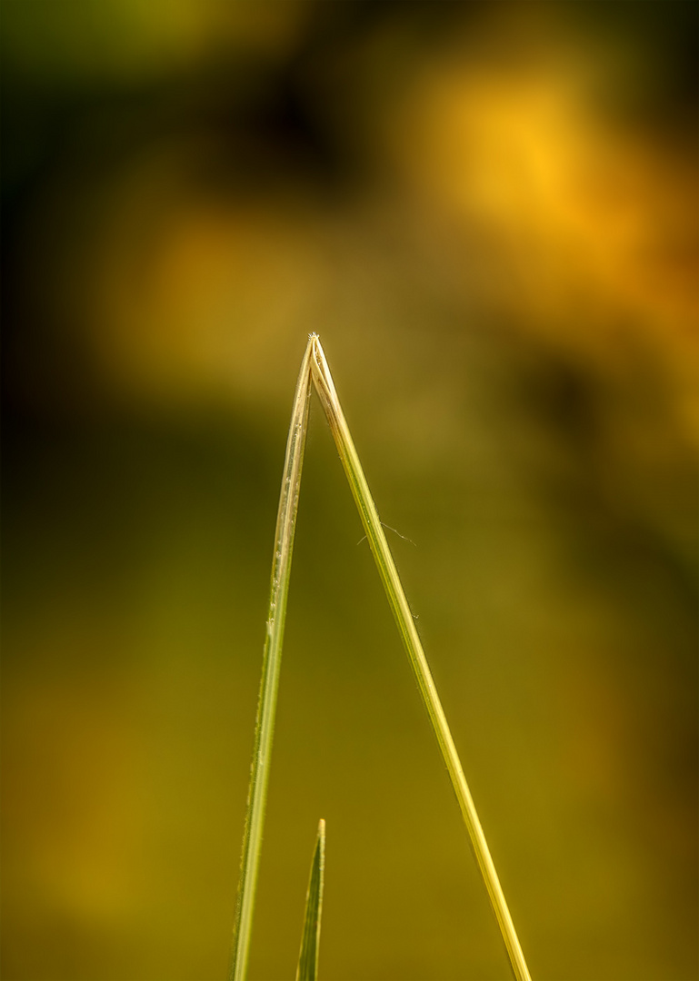 abgebrochen, ein zeichen für einen neuanfang ... Foto & Bild | pflanzen ...