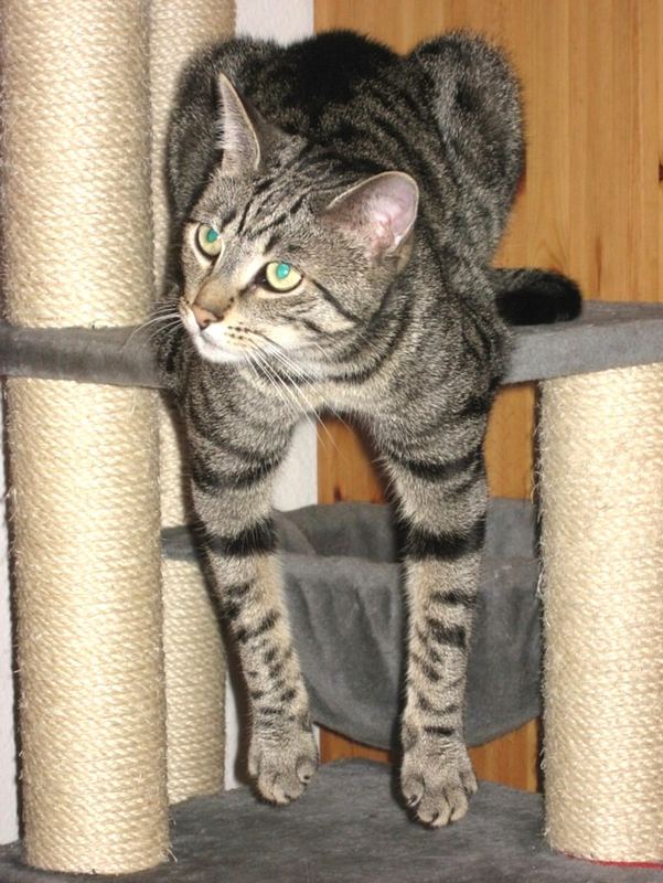 Abhängen Foto & Bild | tiere, haustiere, katzen Bilder auf fotocommunity