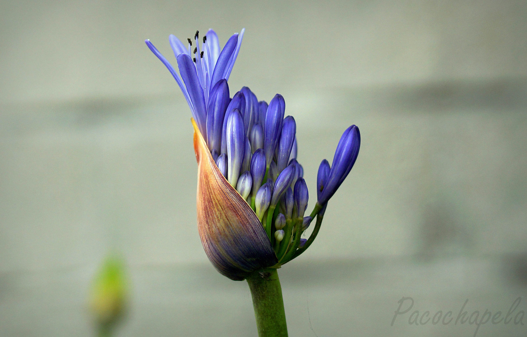 abriéndose al Sol Imagen & Foto | macros, flores, naturaleza Fotos de ...