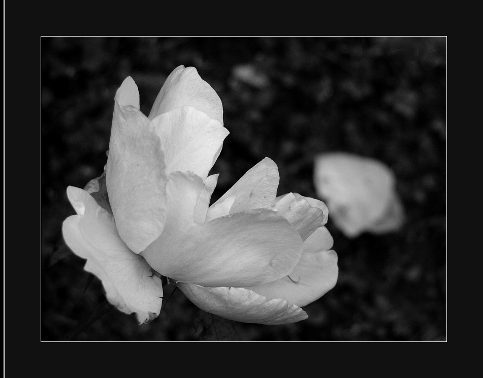 Abschied Foto & Bild | trauer, trauer - ein gefühl in bildern, spezial ...