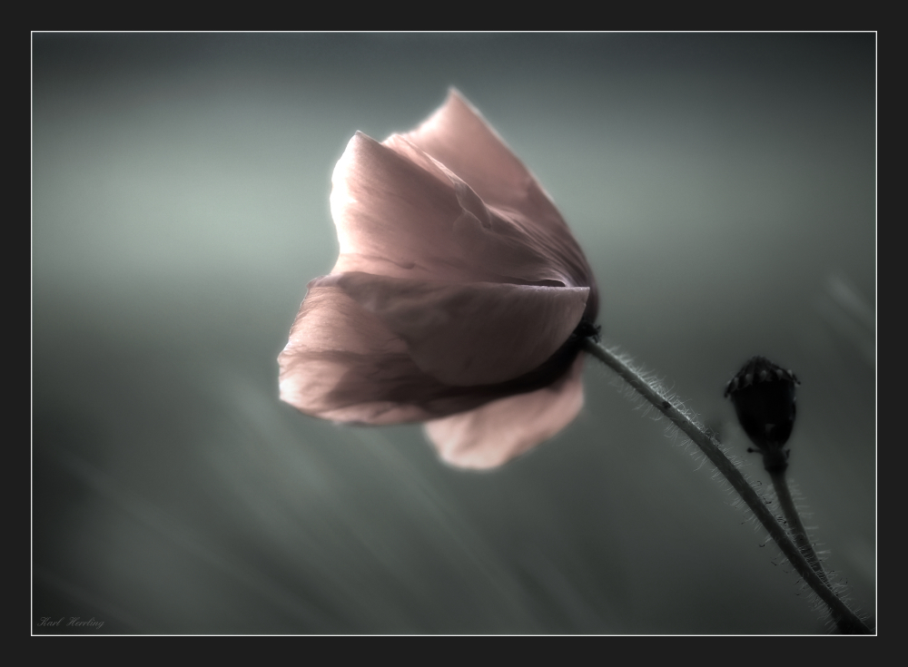 Abschied.. Foto & Bild | trauer, trauer - ein gefühl in bildern ...