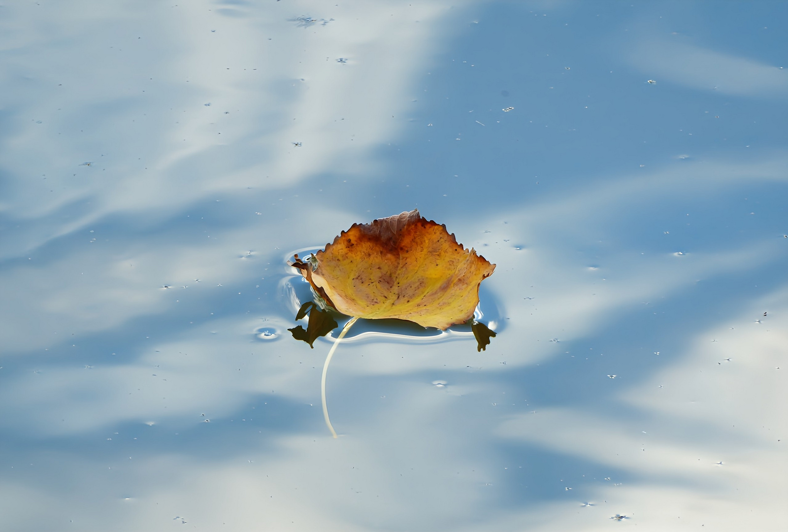 Abschied Foto & Bild | jahreszeiten, herbst, winter Bilder auf ...