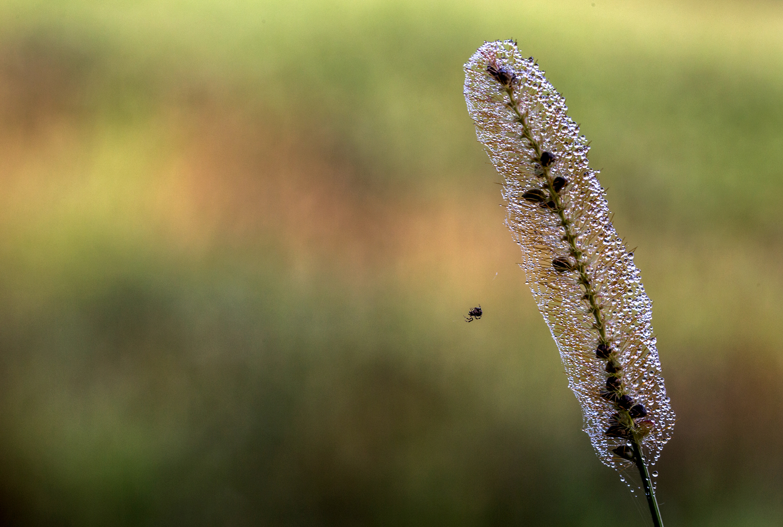 Abseiler Foto & Bild | tiere, wildlife, spinnen Bilder auf fotocommunity