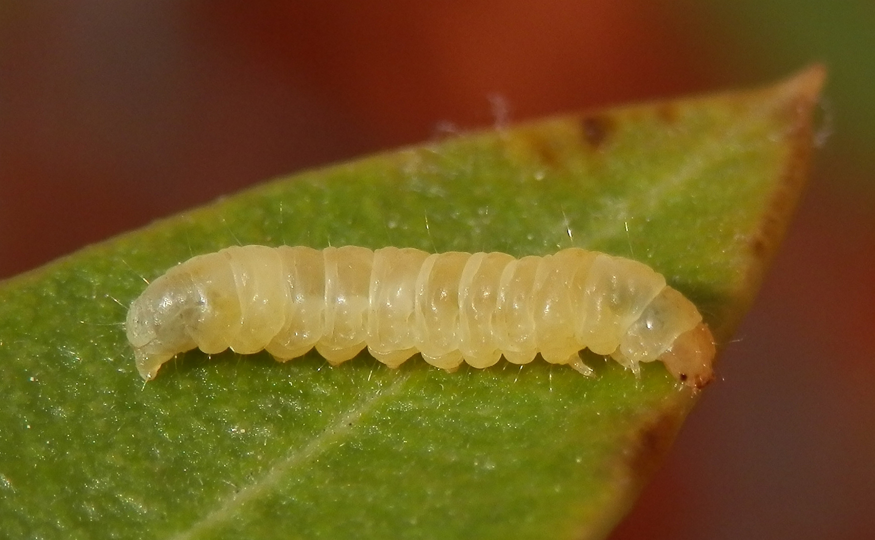 "Abseiler" - eine kleine Blattwespenlarve Foto & Bild | natur, insekten ...