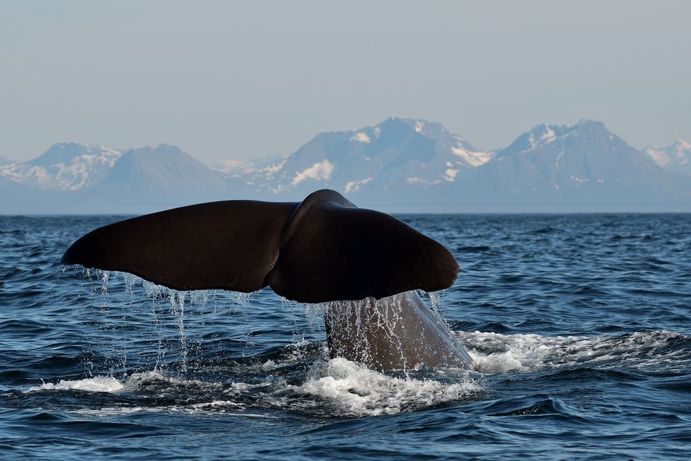 Abtauchender Pottwal Foto & Bild | europe, scandinavia, norway Bilder ...