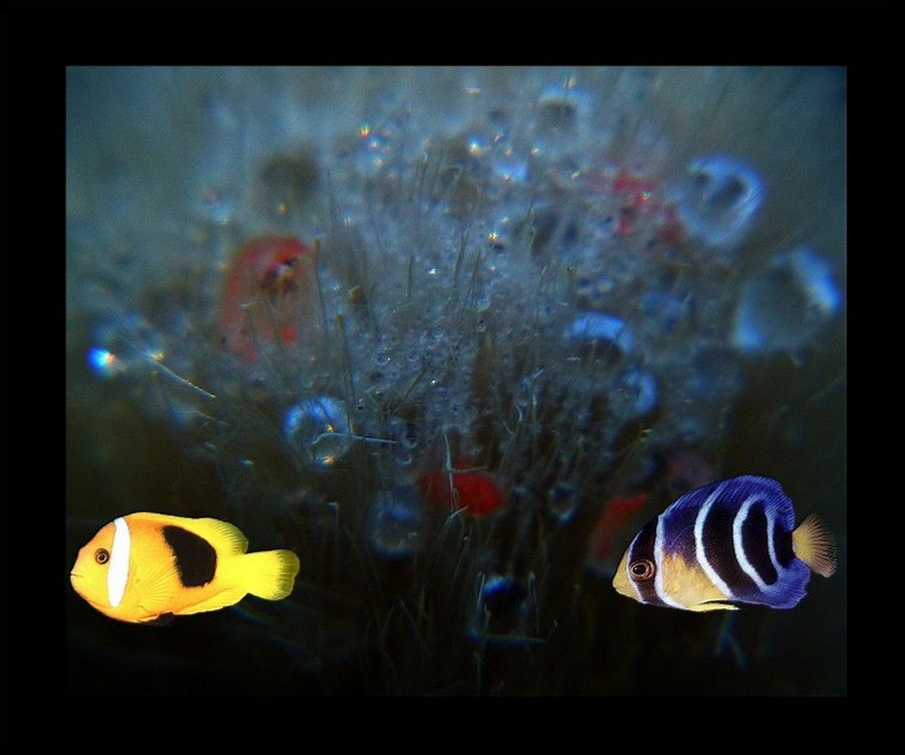 *abysses* photo et image | edition numérique, divers, digiart Images ...