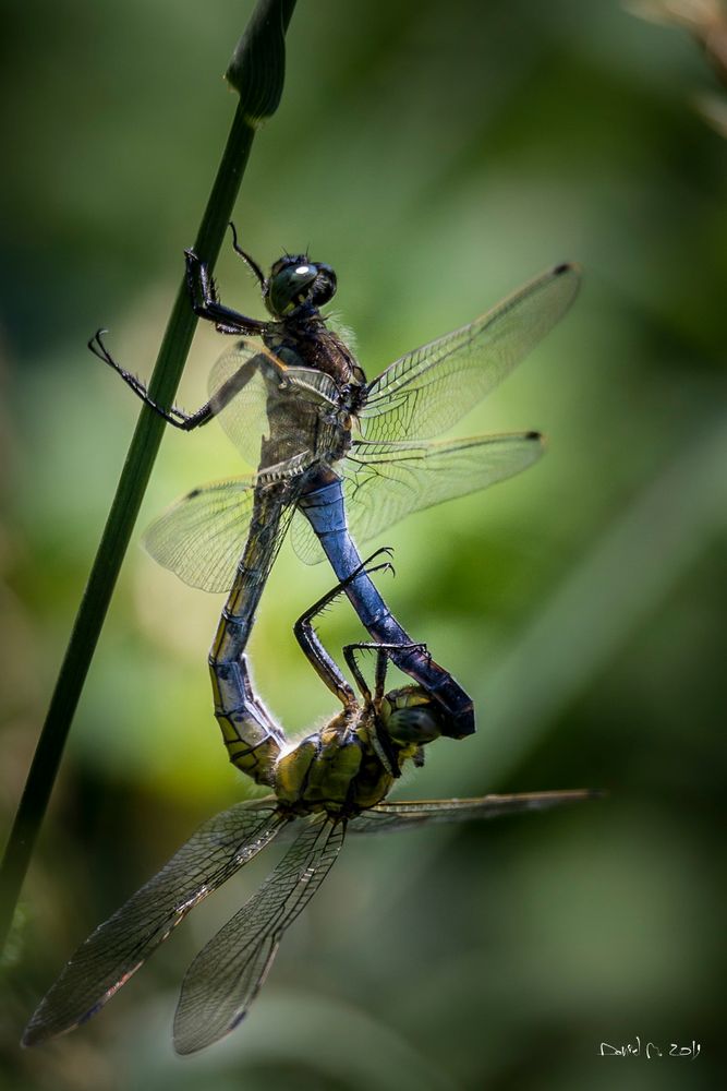 Accouplement photo et image | nature, macro, animaux Images fotocommunity