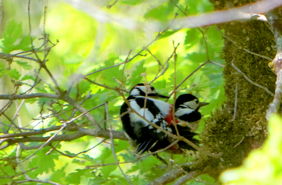 accouplement !!!!!!!!!!!! photo et image | animaux, animaux sauvages ...