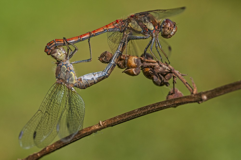 Accouplement libellules photo et image | animaux, nature Images ...