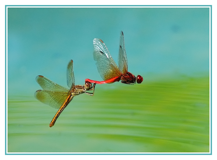 Accouplement libellules en vol photo et image | macro nature, macro ...