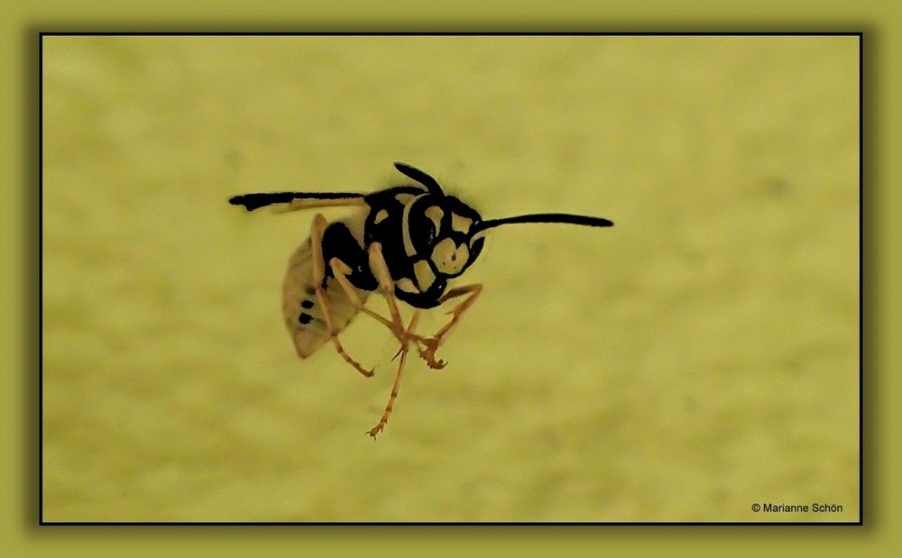 Ach du Schreck... Foto & Bild | dokumentation, makro, natur Bilder auf ...