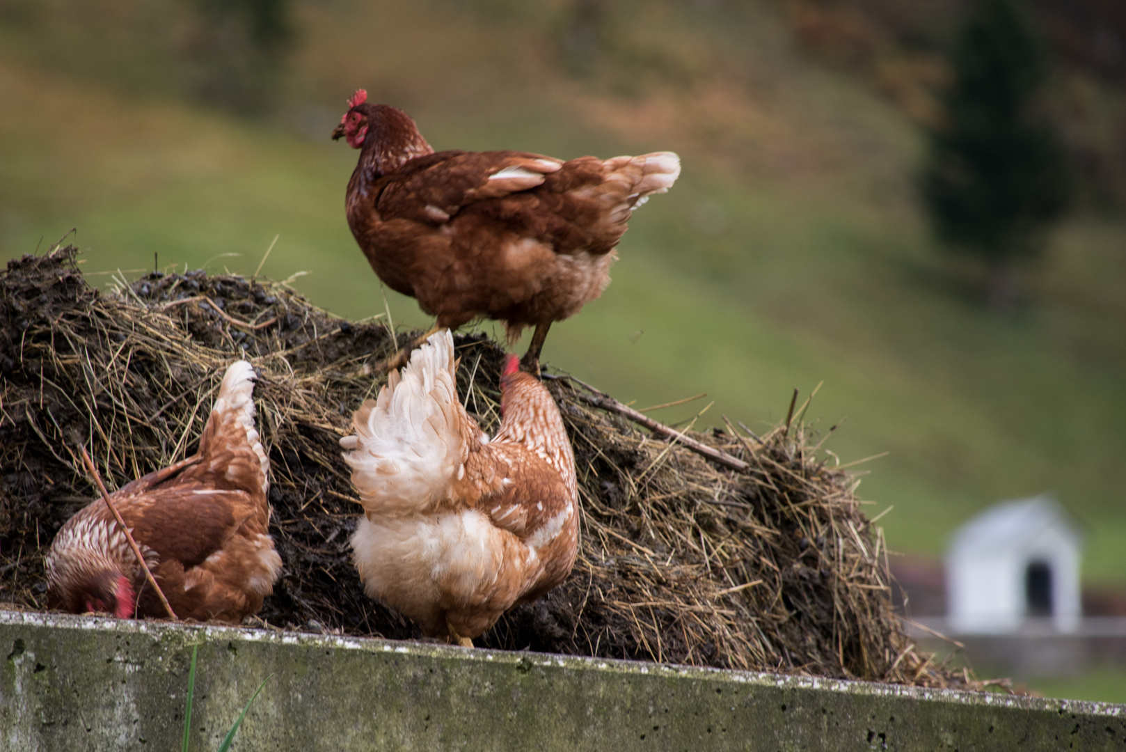 ach wär ich doch ein Huhn Foto & Bild | natur, tiere, wildlife Bilder ...