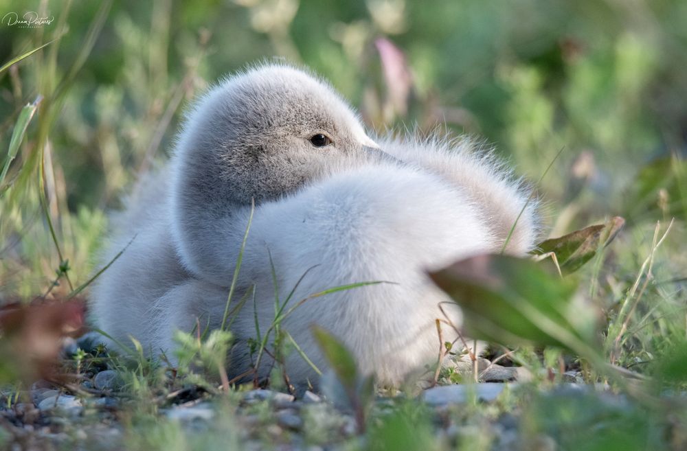 Ach war das heute ein anstrengender Tag... Foto & Bild | tiere ... Ach war das heute ein anstrengender Tag... Foto & Bild | tiere ...