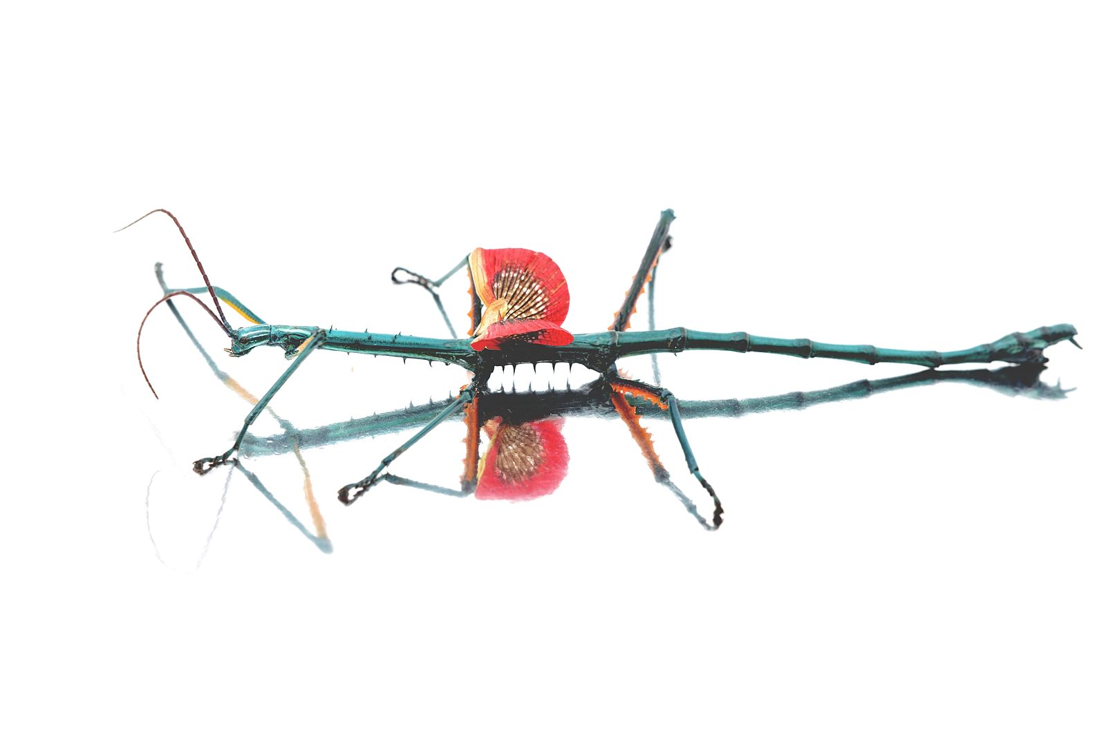 Achrioptera fallax Foto & Bild | tiere, tierdetails, phasmiden Bilder ...