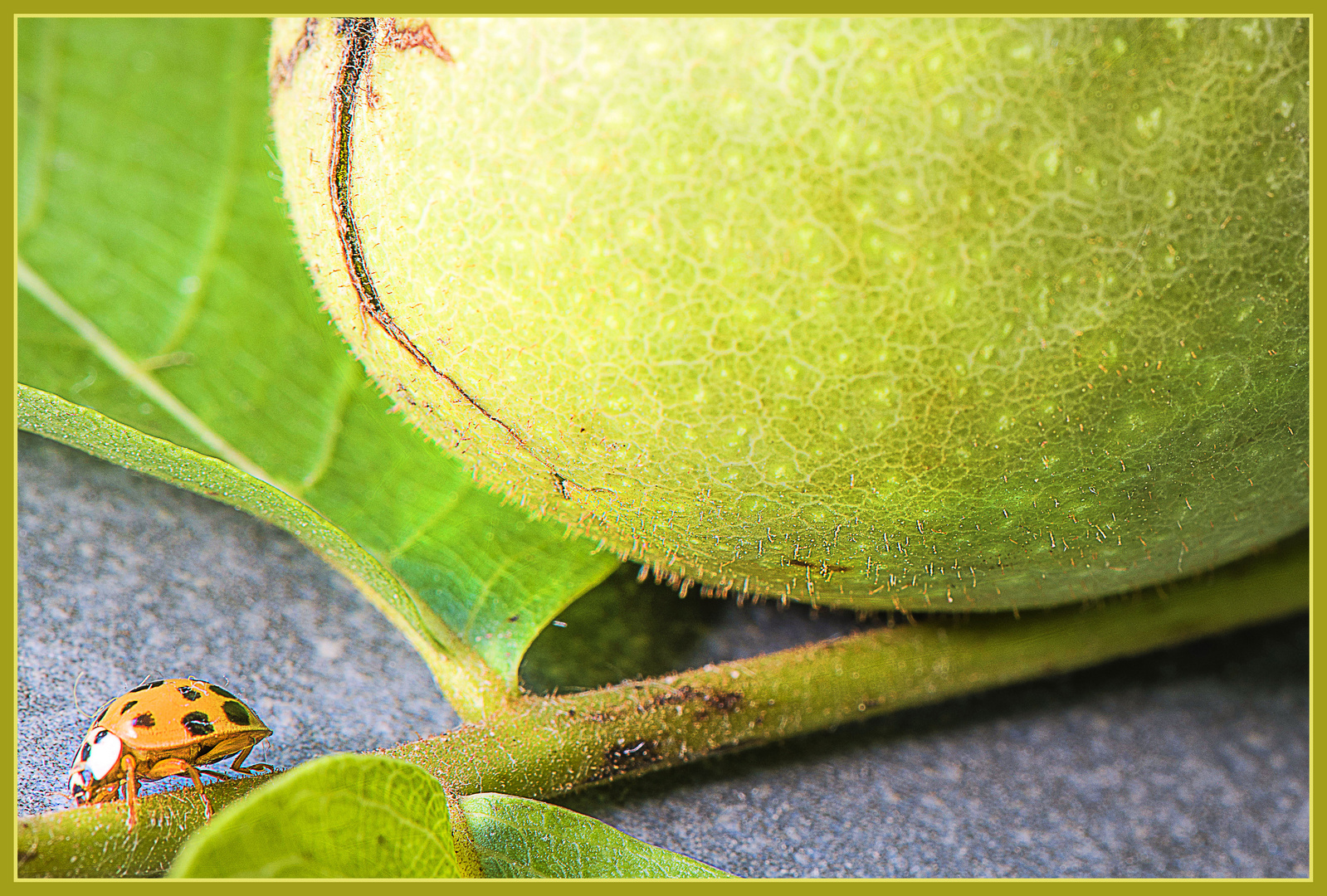 Achtung, die Walnuss kommt! Foto & Bild | natur, insekten, marienkäfer ...