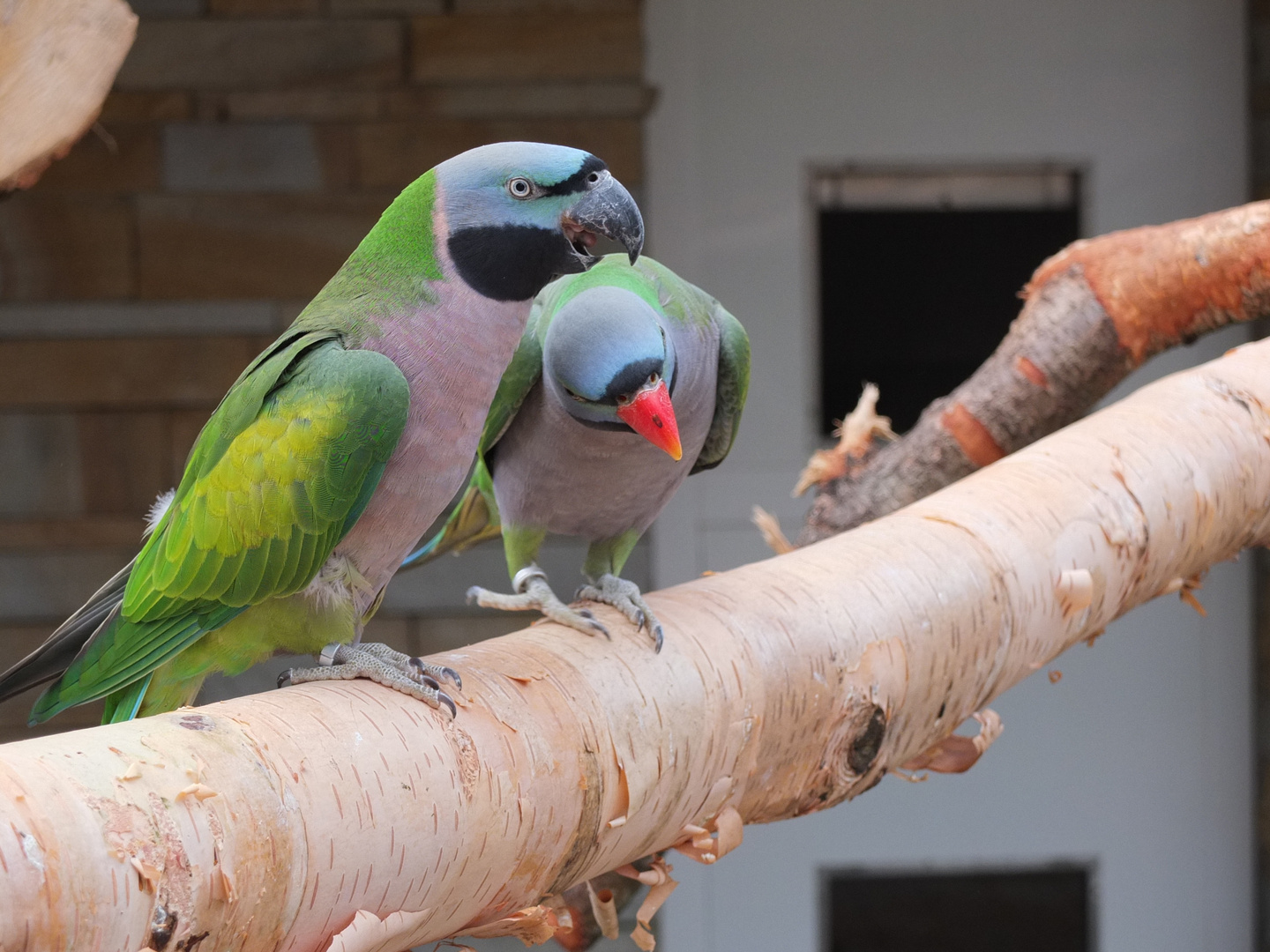 Achtung ducken Foto & Bild | tiere, zoo, wildpark & falknerei, vögel ...