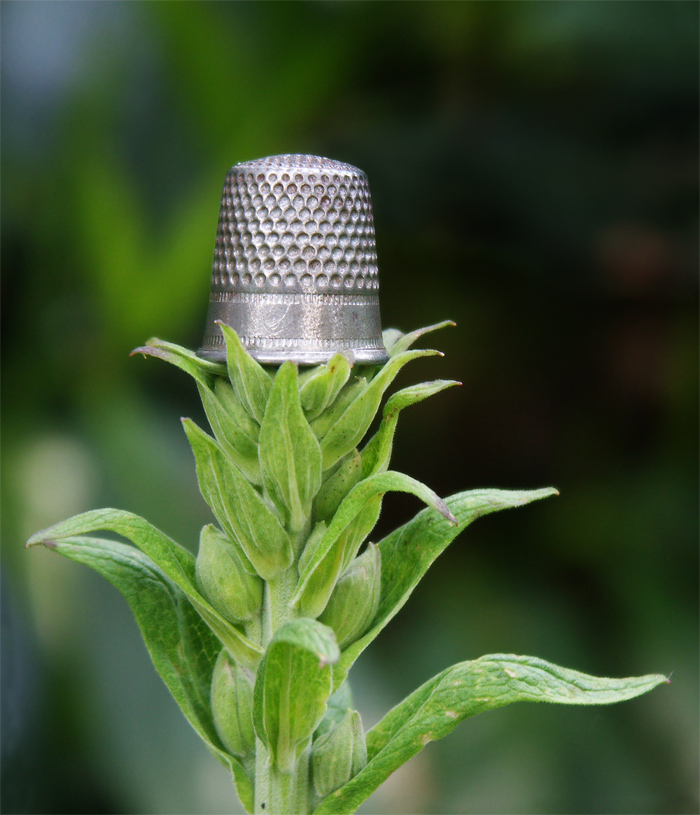 Achtung ....giftig! Foto & Bild | natur-kreativ, skurriles, natur ...