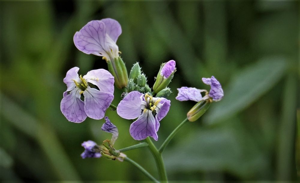 Acker Rettich... Foto & Bild | spezial, natur, pflanzen Bilder auf ...