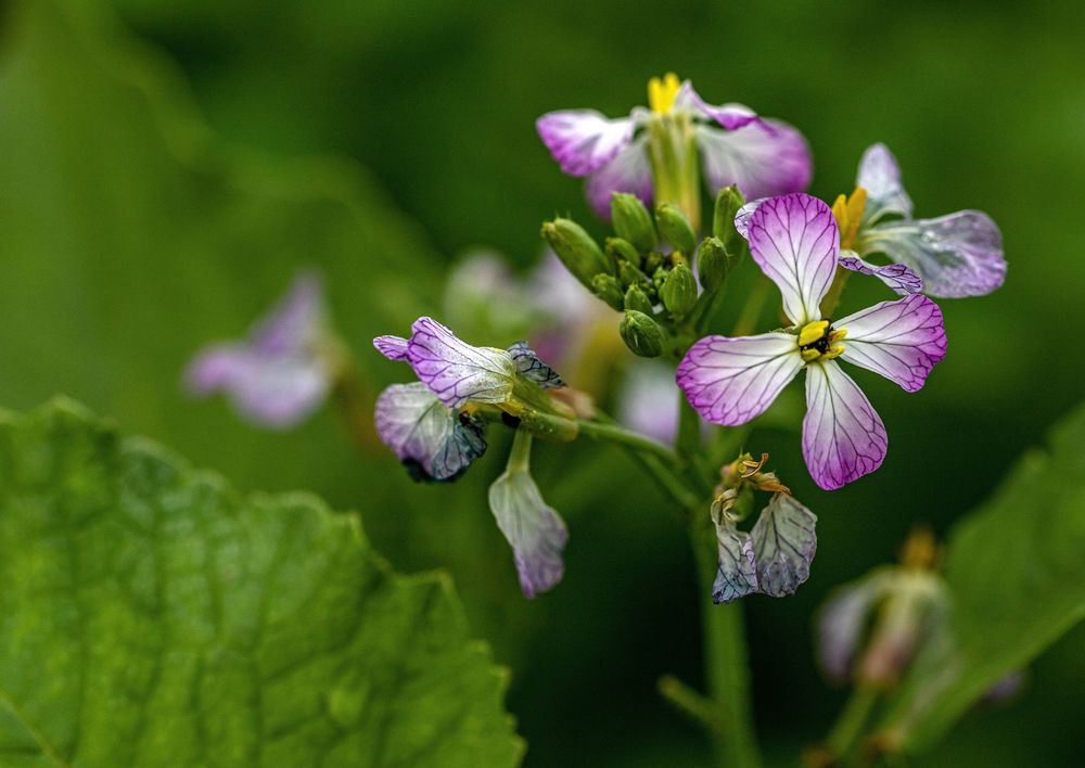 Acker-Rettich Foto & Bild | pflanzen, pilze & flechten, blüten ...