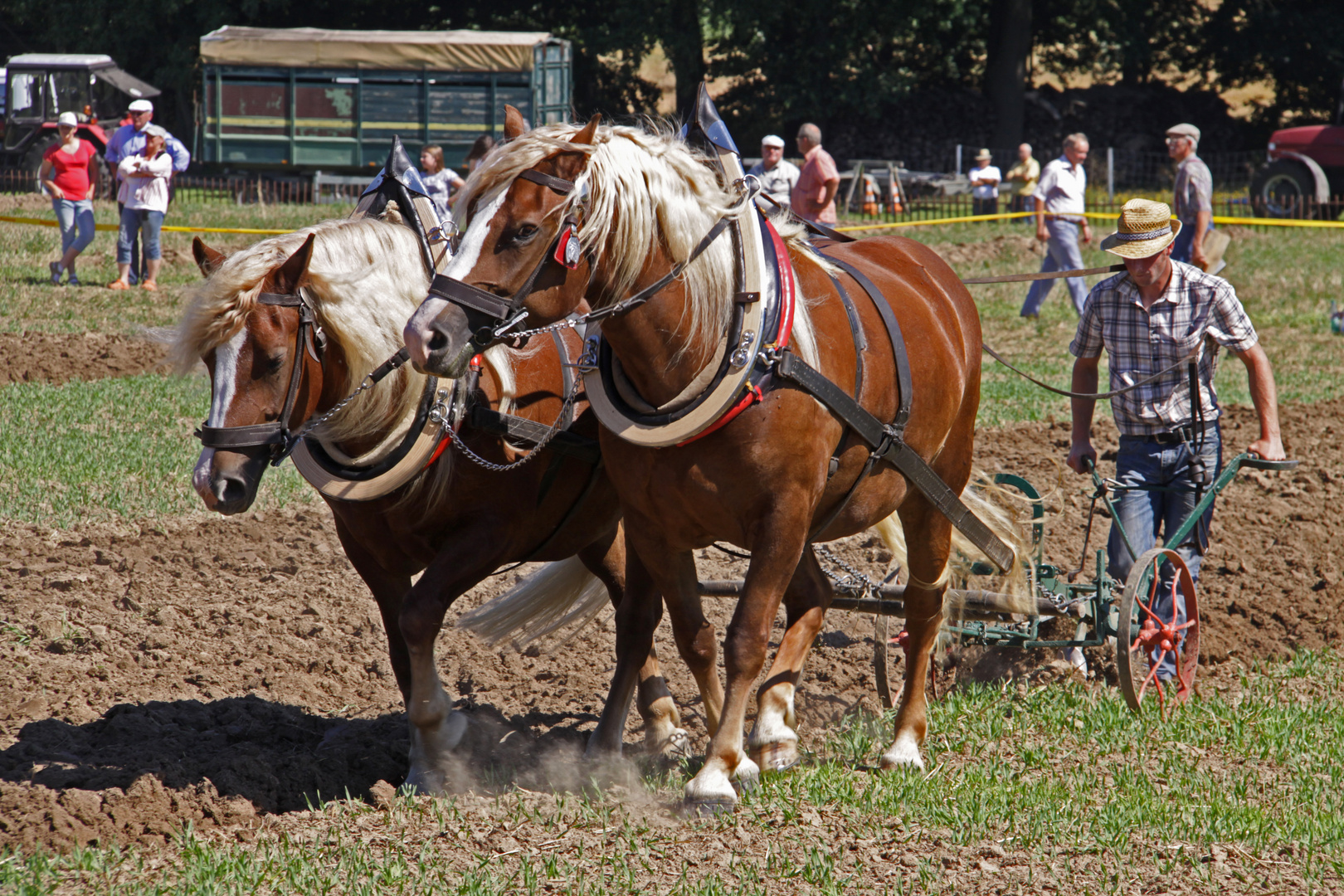 Ackern auf historisch Foto & Bild | tiere, haustiere, pferde, esel ...