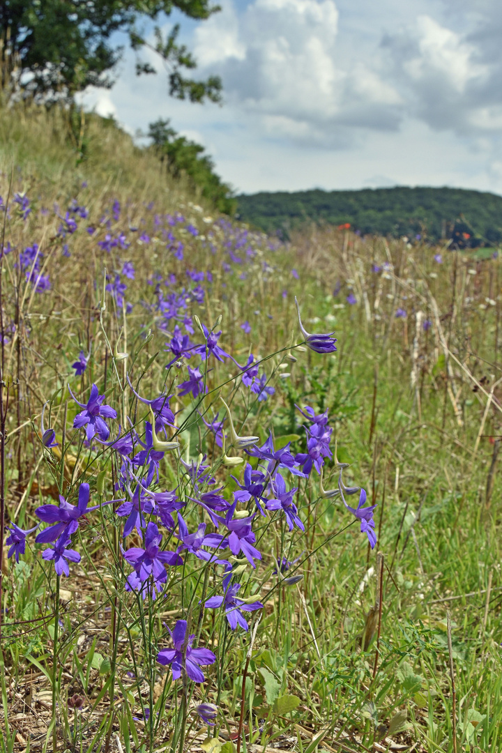Ackerrittersporn (Consolida regalis); (1/2) Foto & Bild | natur ...