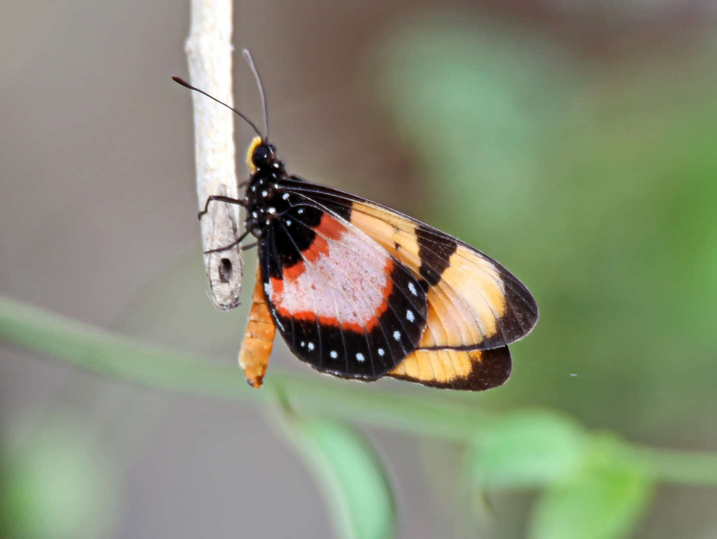 Acraea anemosa (Doku) Foto & Bild | natur, afrika, insekten Bilder auf ...