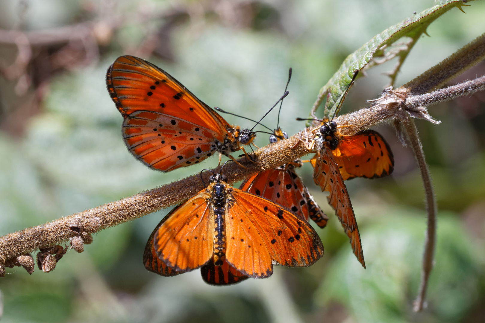 Acraea sp. Foto & Bild | africa, madagascar, eastern africa Bilder auf ...