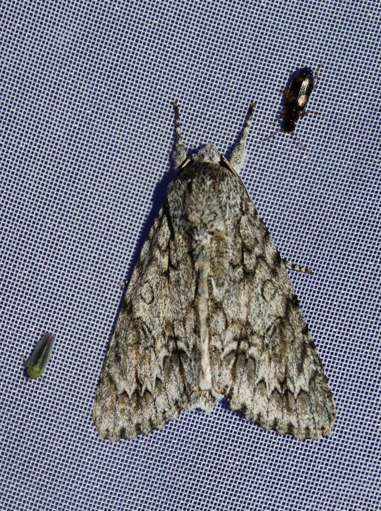 Acronicta aceris - Ahorn Rindeneule Foto & Bild | schmetterlinge, natur ...